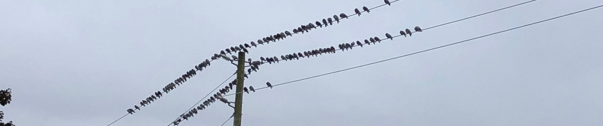 Stream Shadi music | Listen to songs, albums, playlists for free on ...