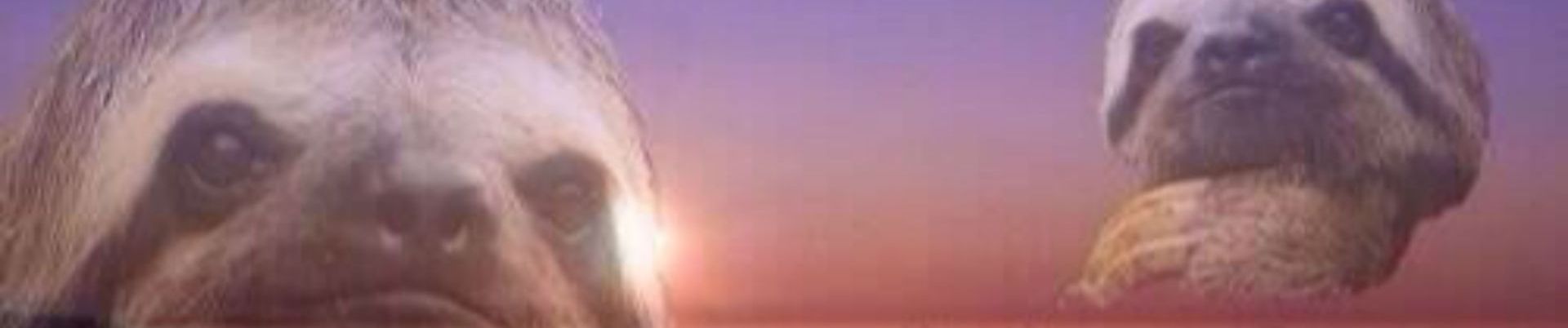 Knowledge Is Power Sloth