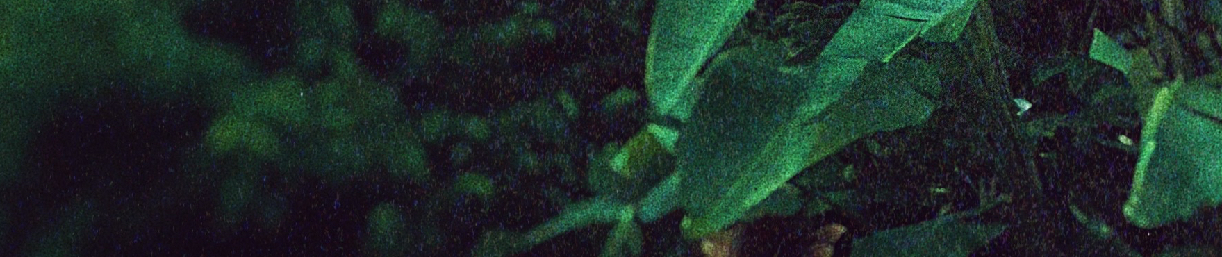 Dark Green Header Tumblr